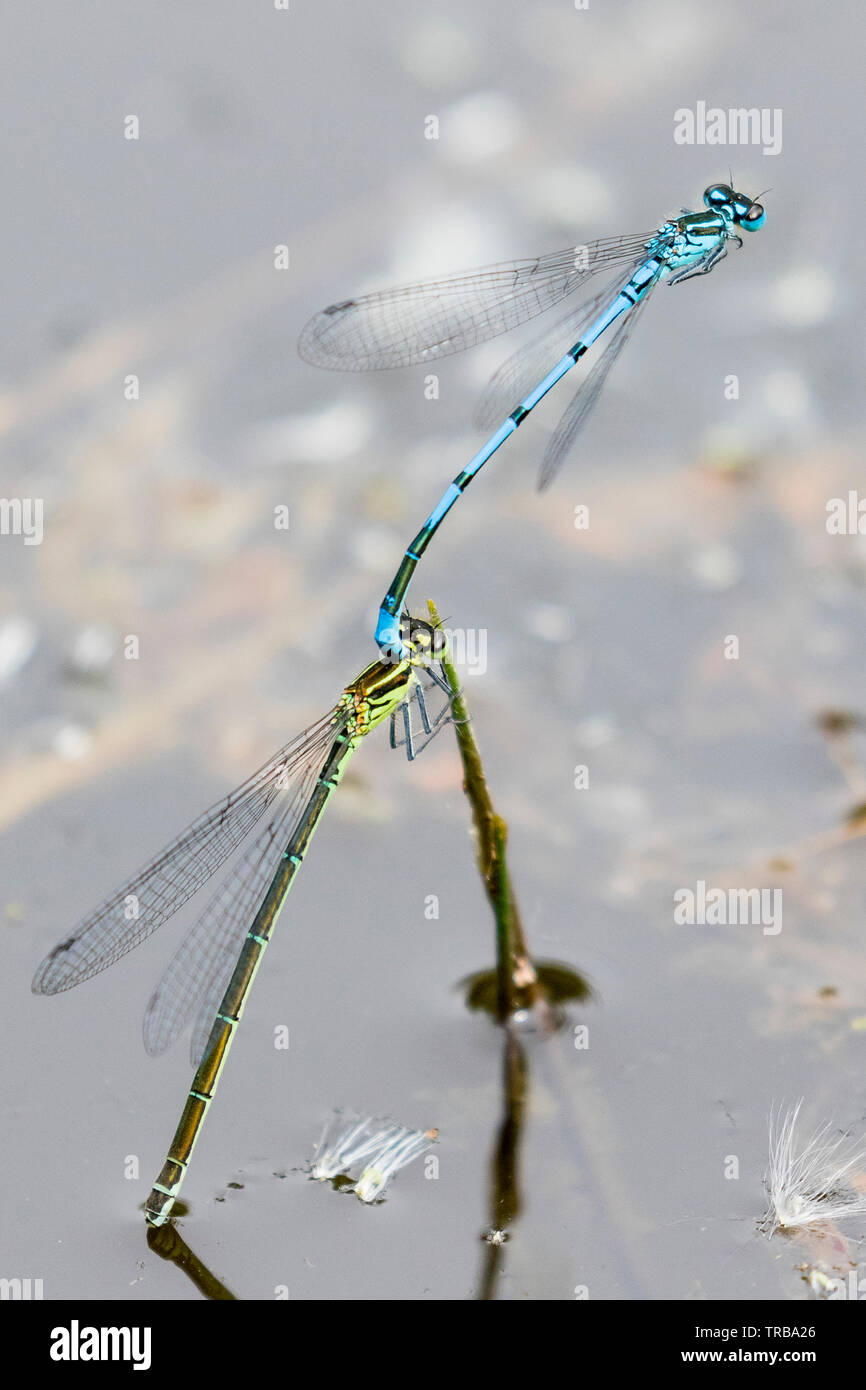 Mating common blue damsel flies in mid Wales Stock Photo - Alamy