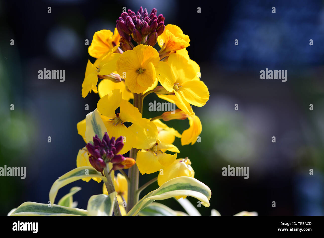 Erysimum cheiri wallflower wallflowers hi-res stock photography and ...