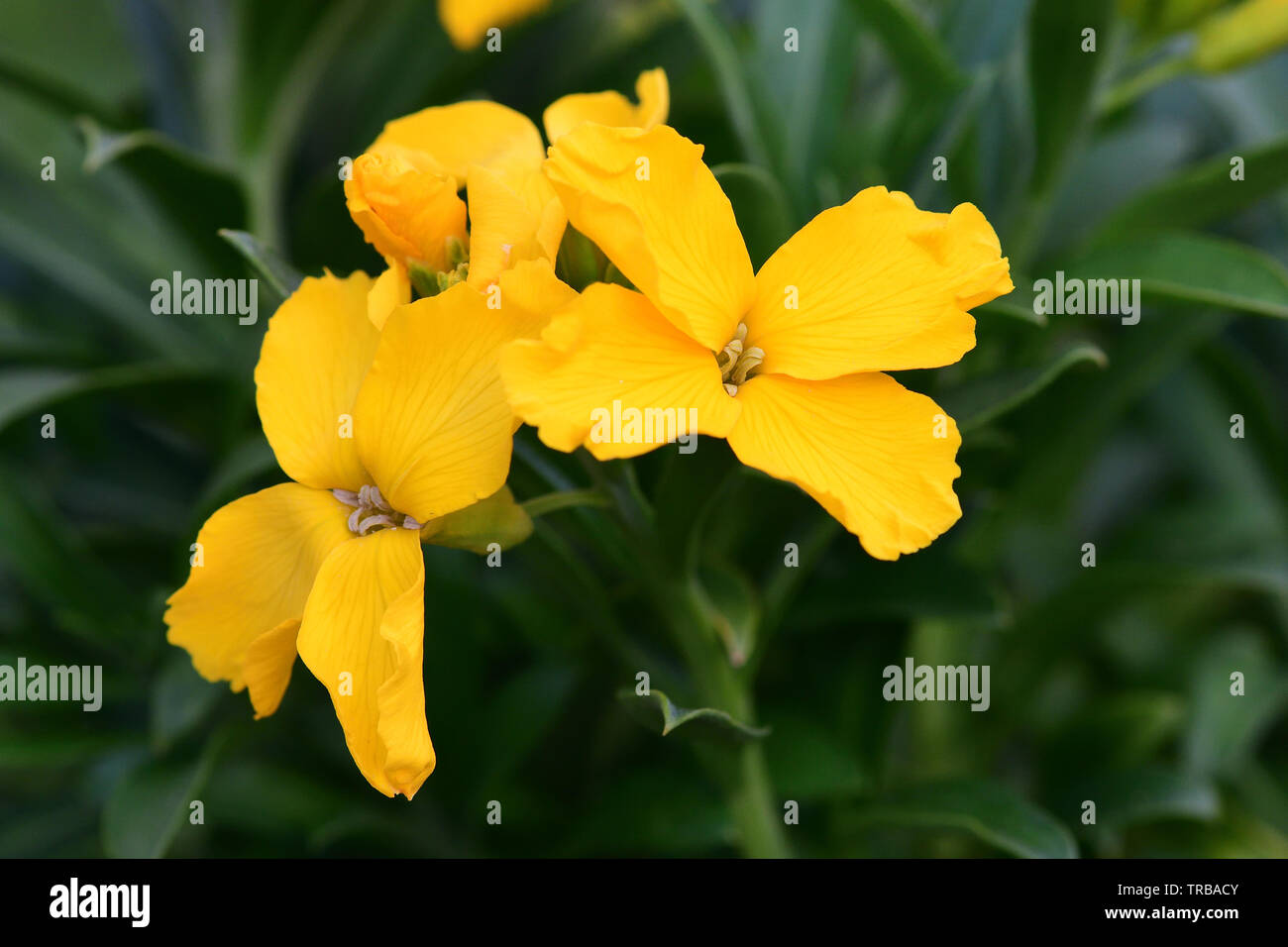 Close up of yellow erysimum (wallflower) flowers in bloom Stock Photo ...