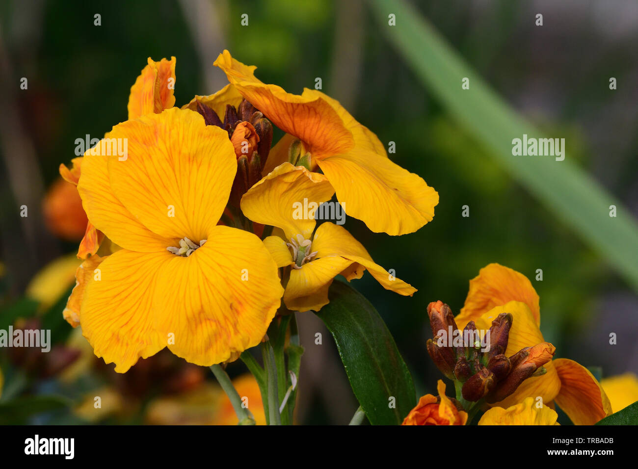 Close up of yellow erysimum (wallflower) flowers in bloom Stock Photo ...