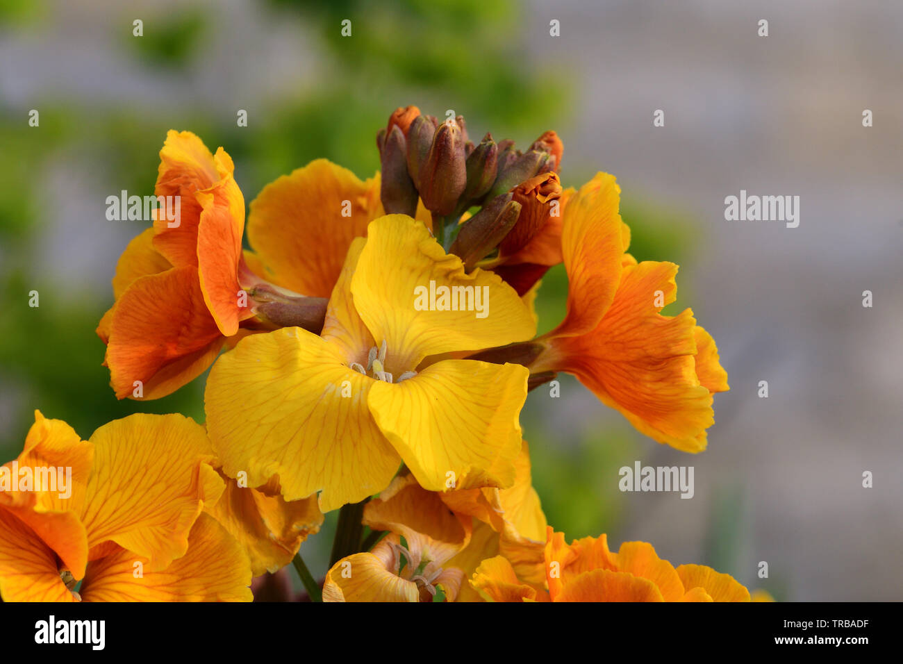 Wallflowers close up hi-res stock photography and images - Alamy