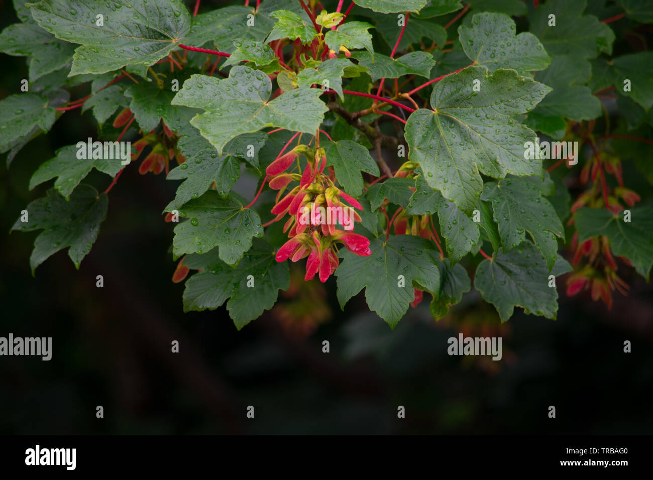 Seed of a tree hi-res stock photography and images - Alamy