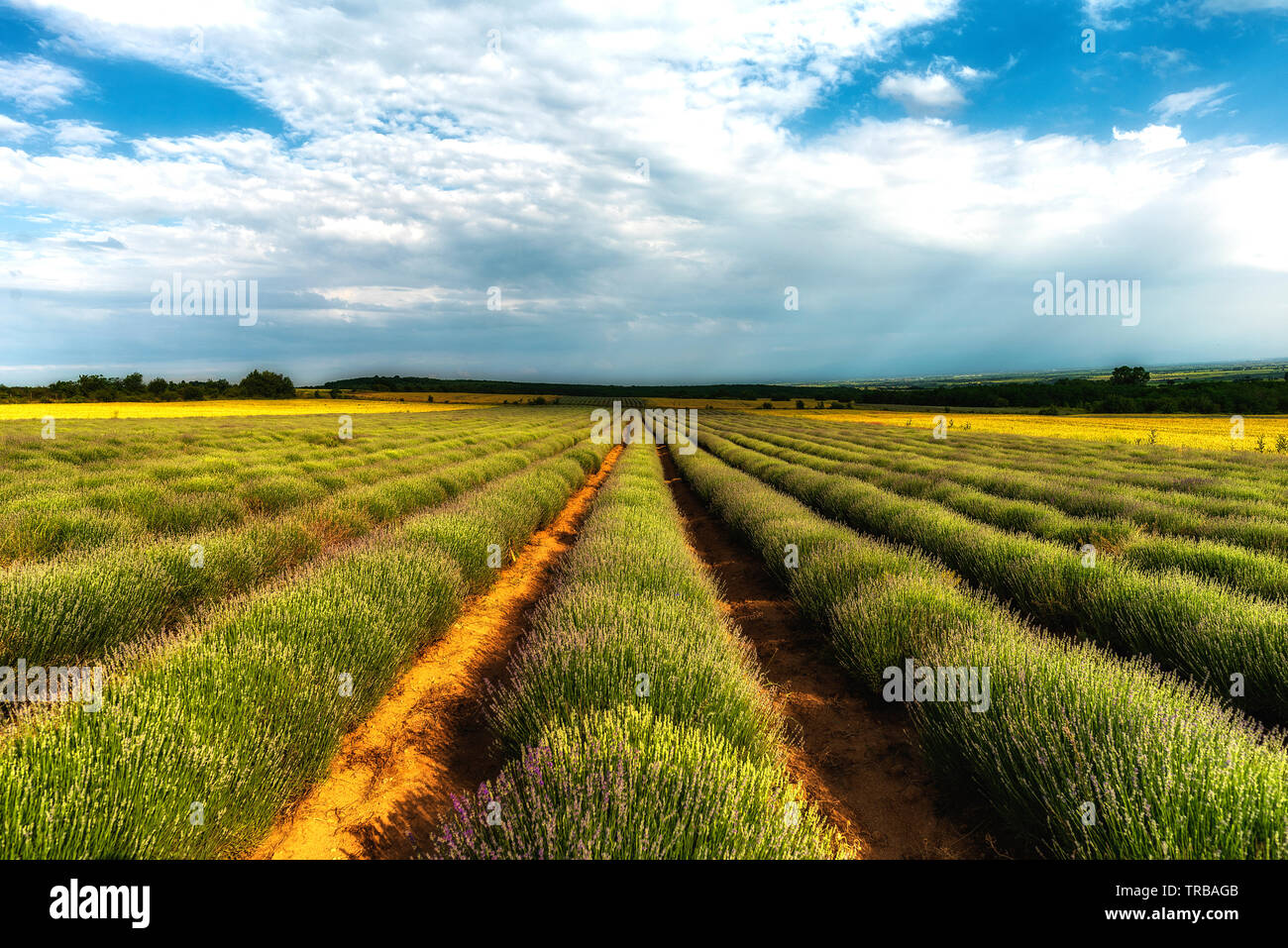 Rows and lines hi-res stock photography and images - Alamy