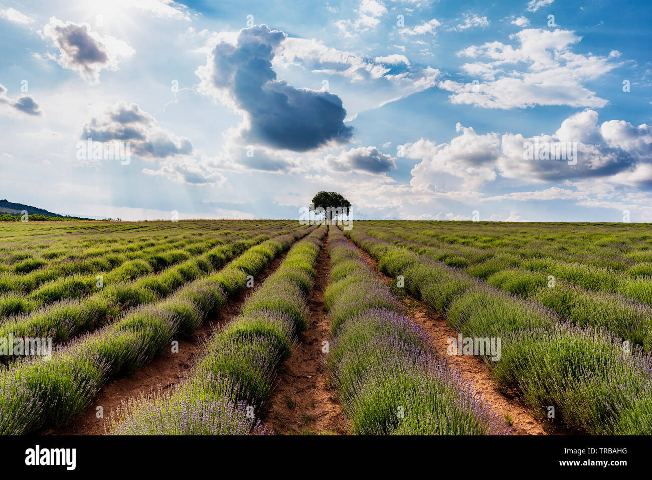 Lavender field with rows lines during the sunset Stock Photo - Alamy