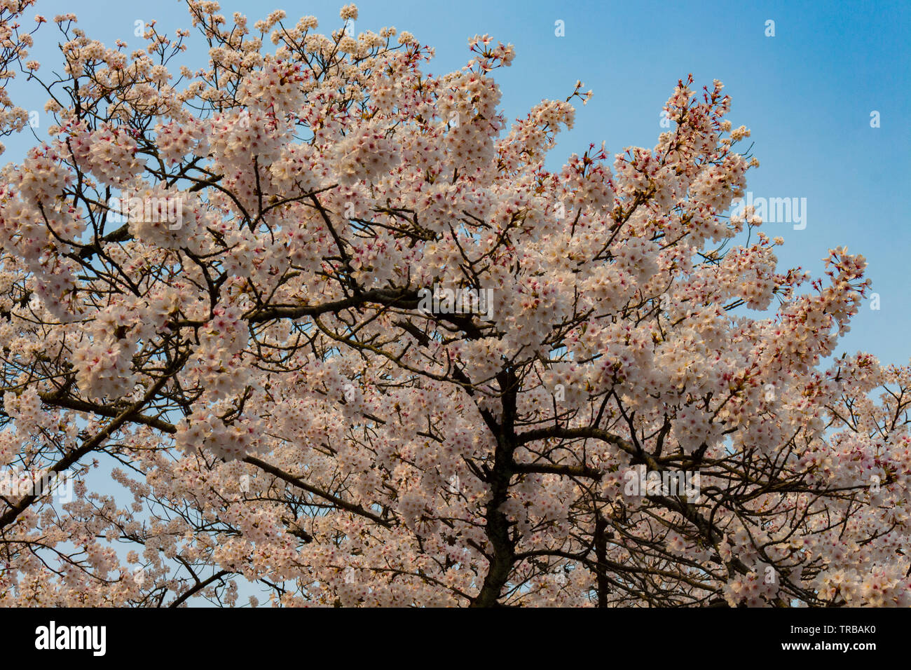 Cherry blossoms, or sakura, in full bloom in spring, Kanazawa, Ishikawa ...