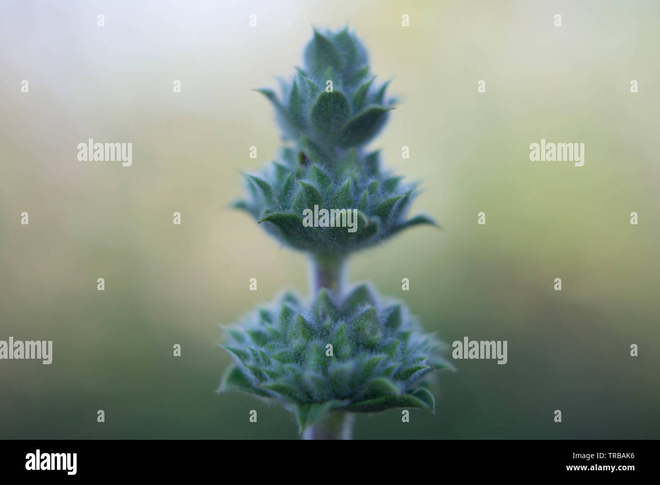 Marijuana bud sun leaves hi-res stock photography and images - Alamy