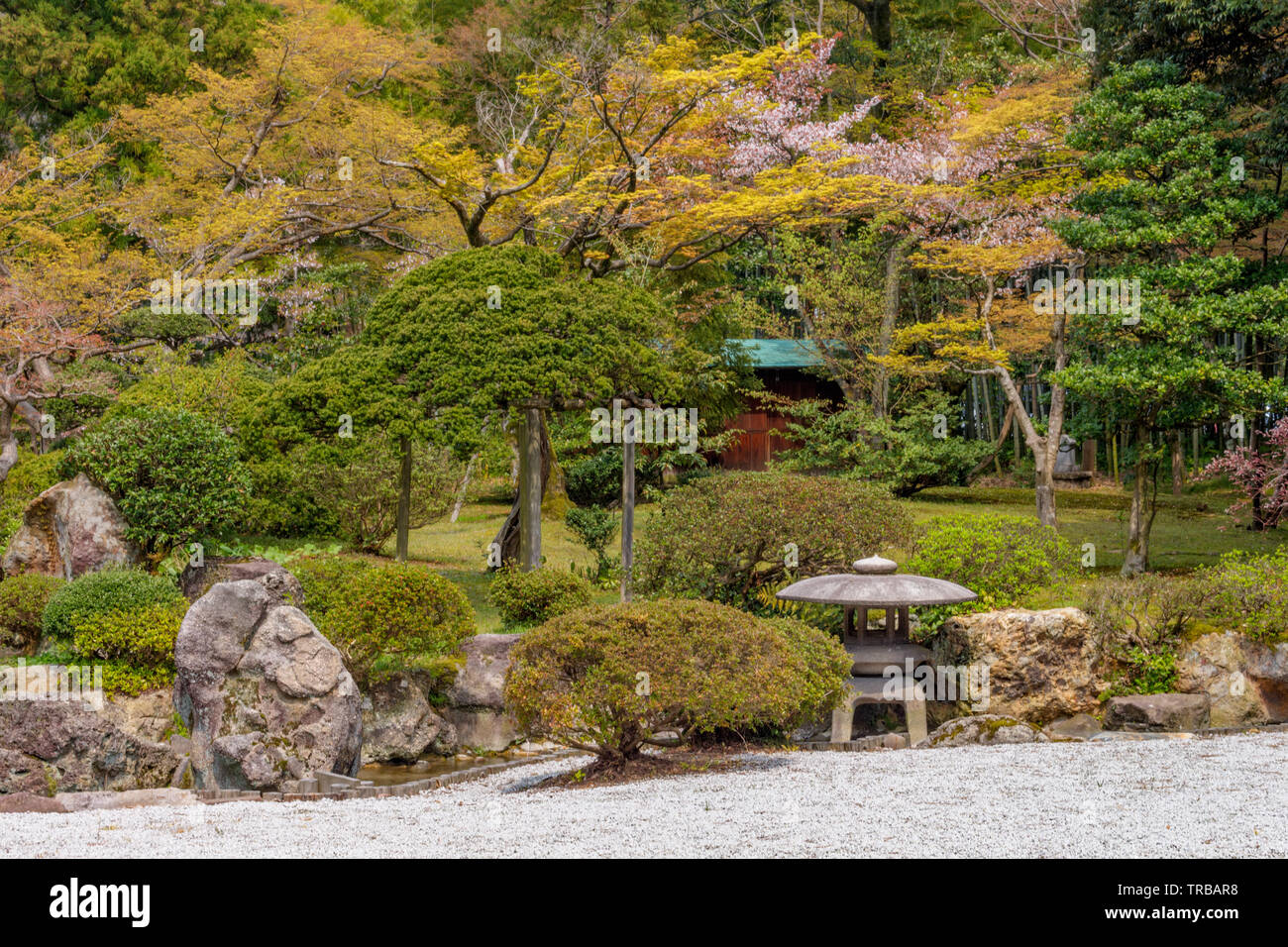 Magnificent pine trees, cherry blossoms in spring, and stone lantern ...