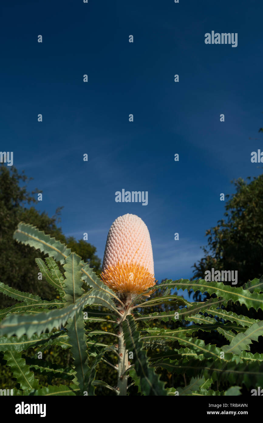 Acorn shape hi-res stock photography and images - Alamy