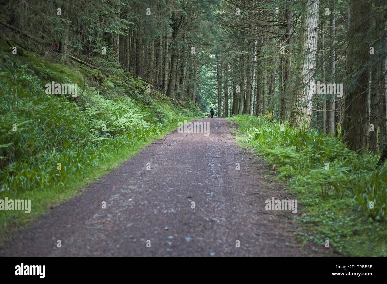 Concept of loneliness and being alone with a solitary woman walking ...