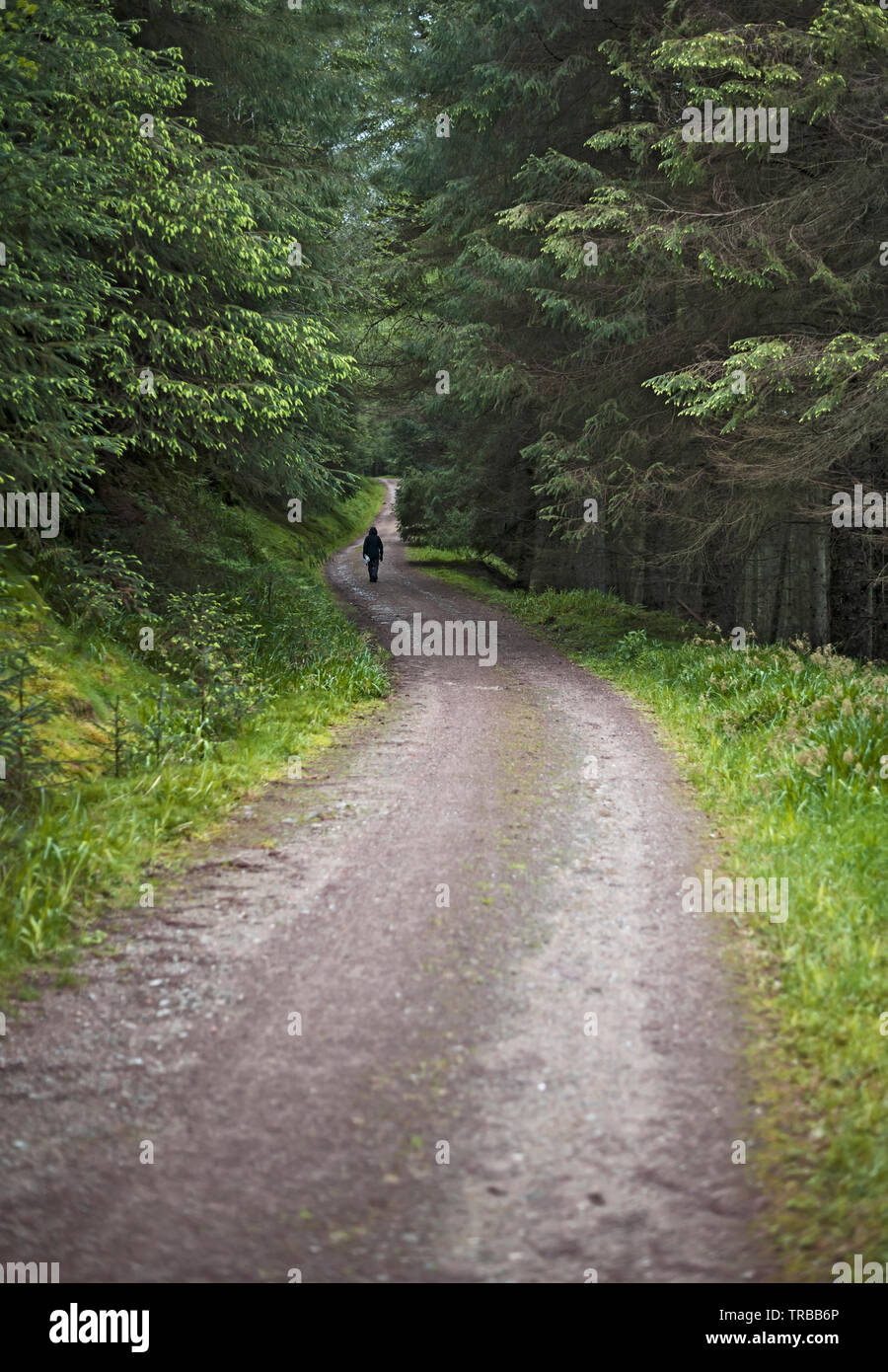 Concept of loneliness and being alone with a solitary woman walking ...