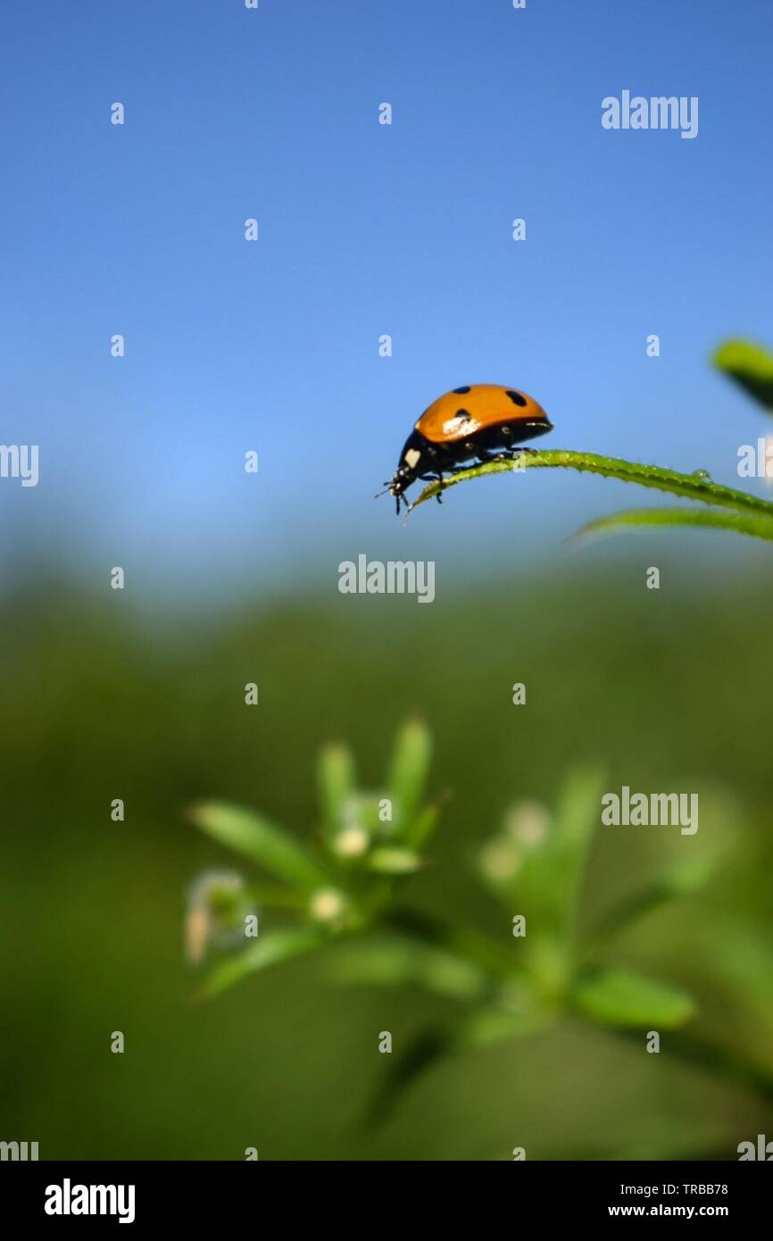 Ladybird habitat hi-res stock photography and images - Alamy