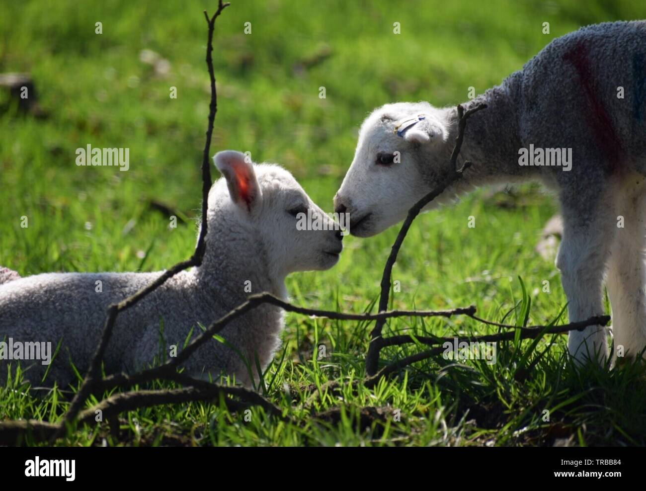 Two lambs at Springtime Stock Photo - Alamy
