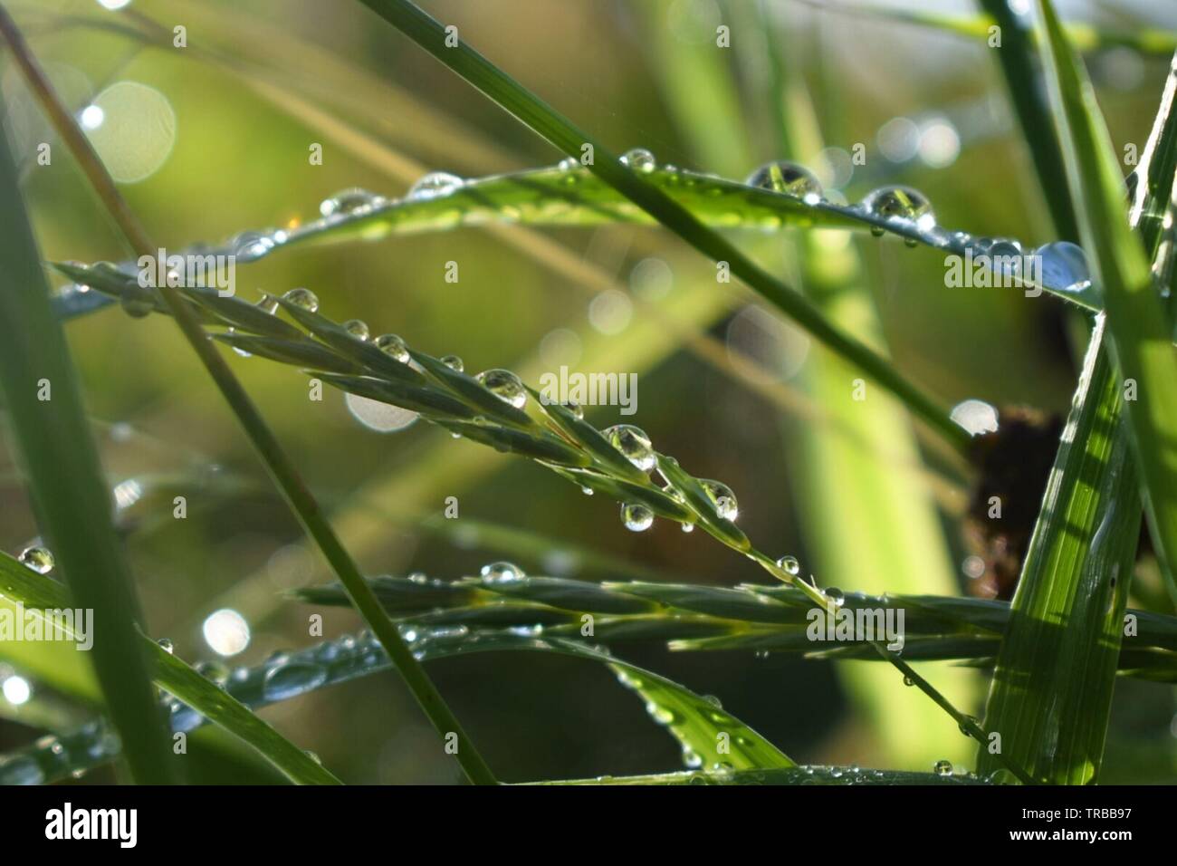 Rain sparkles hi-res stock photography and images - Alamy