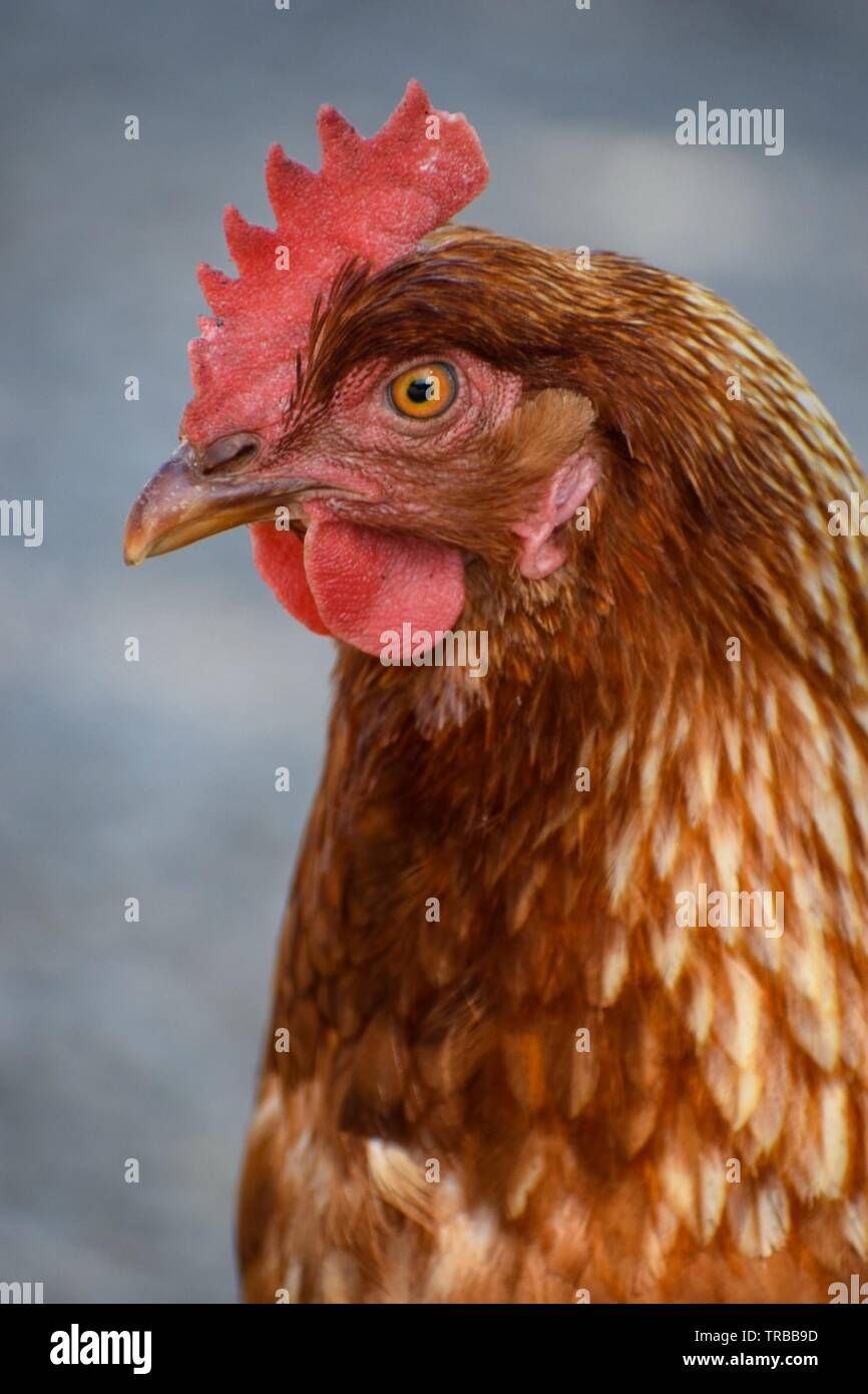 Little red hen hi-res stock photography and images - Alamy