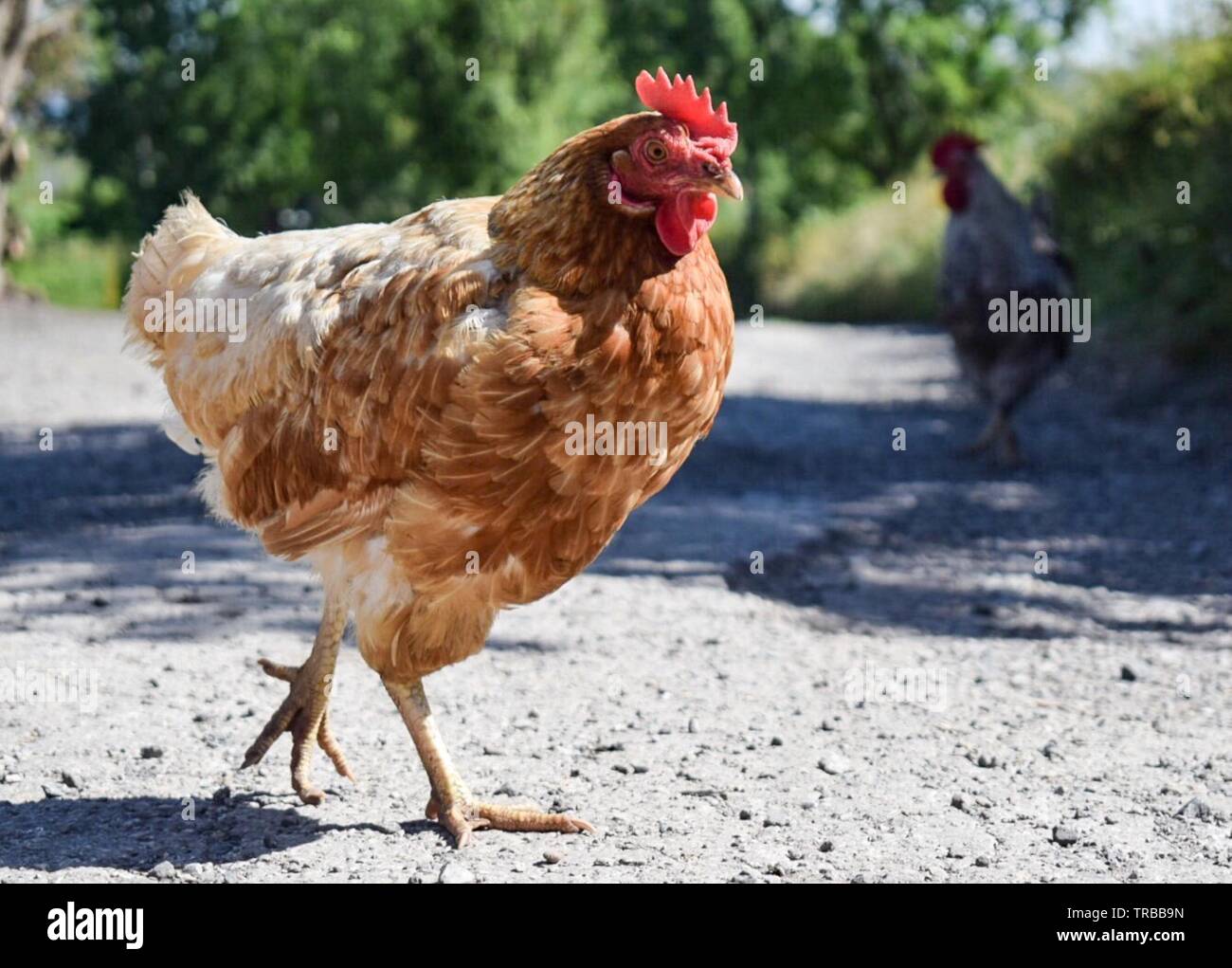 Little red hen hi-res stock photography and images - Alamy