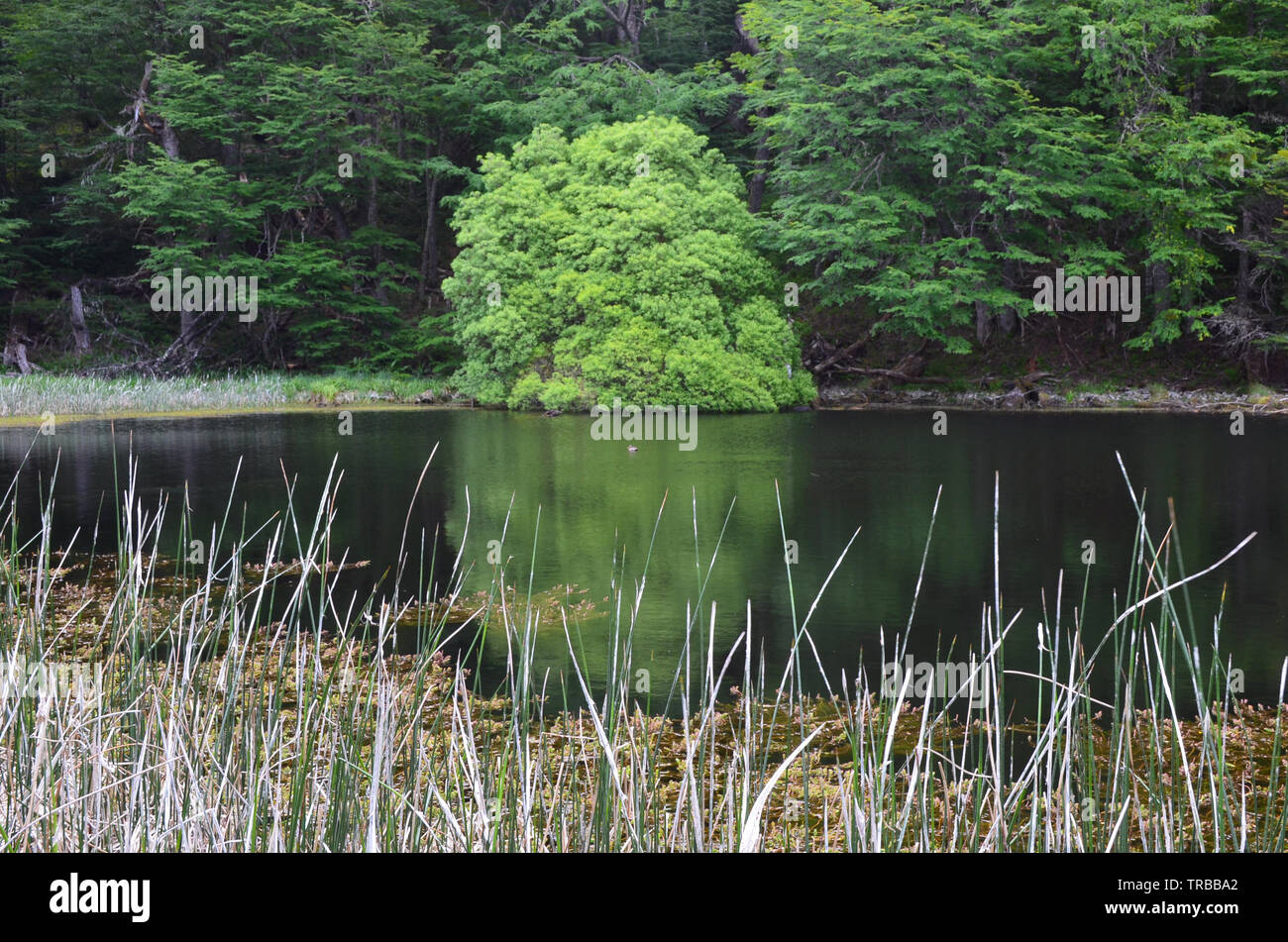 Temperate Valdivian rainforests in Coyhaique national reserve, Aysen ...
