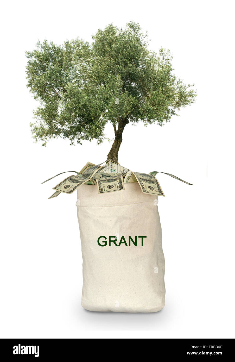 Tree growing from grant Stock Photo - Alamy