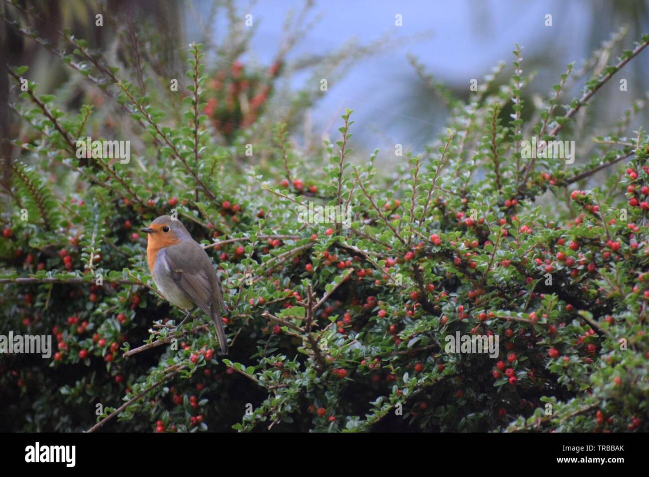 Plant robin wood hi-res stock photography and images - Alamy