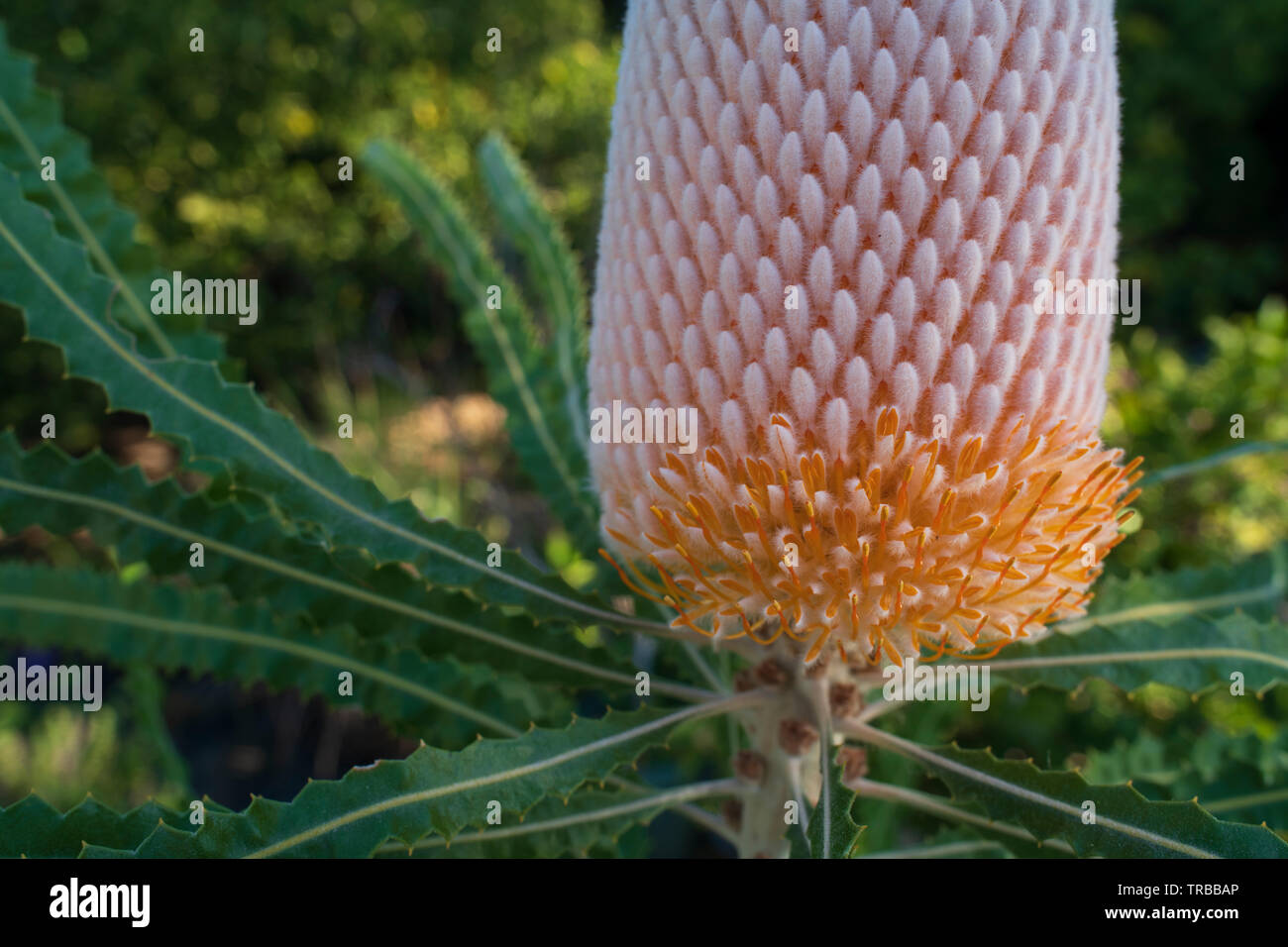 Banksia Flowers High Resolution Stock Photography and Images - Alamy