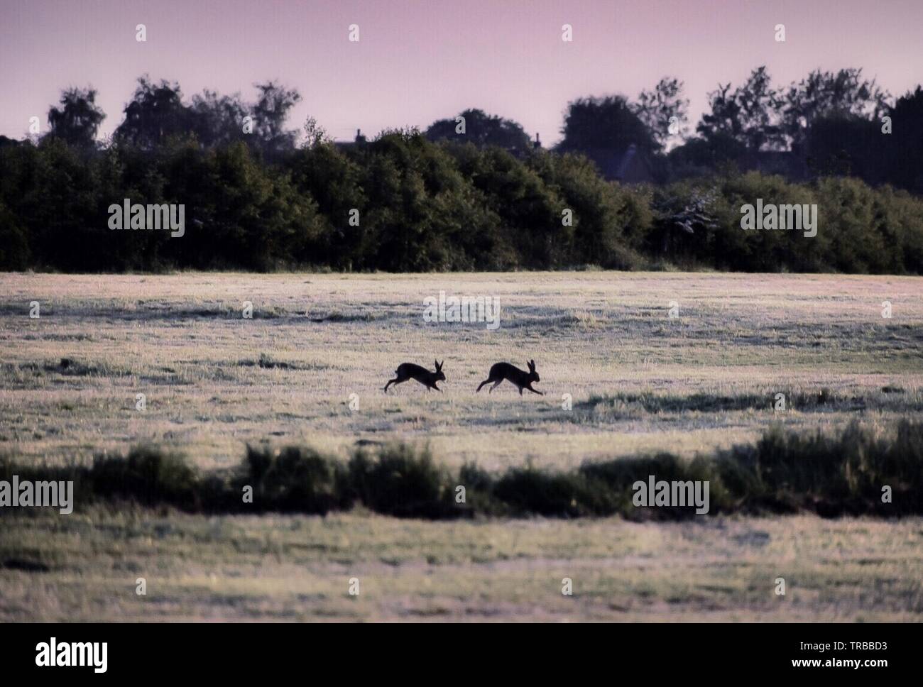 Two hares in the field at dusk Stock Photo - Alamy