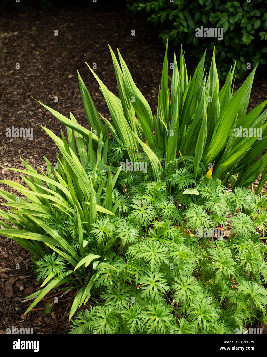 Spring in the garden brings bright new growth of Geranium in the ...