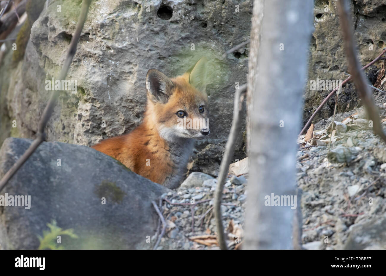 Red fox kit (Vulpes vulpes) coming out of its den deep in the forest in early spring in Canada ...