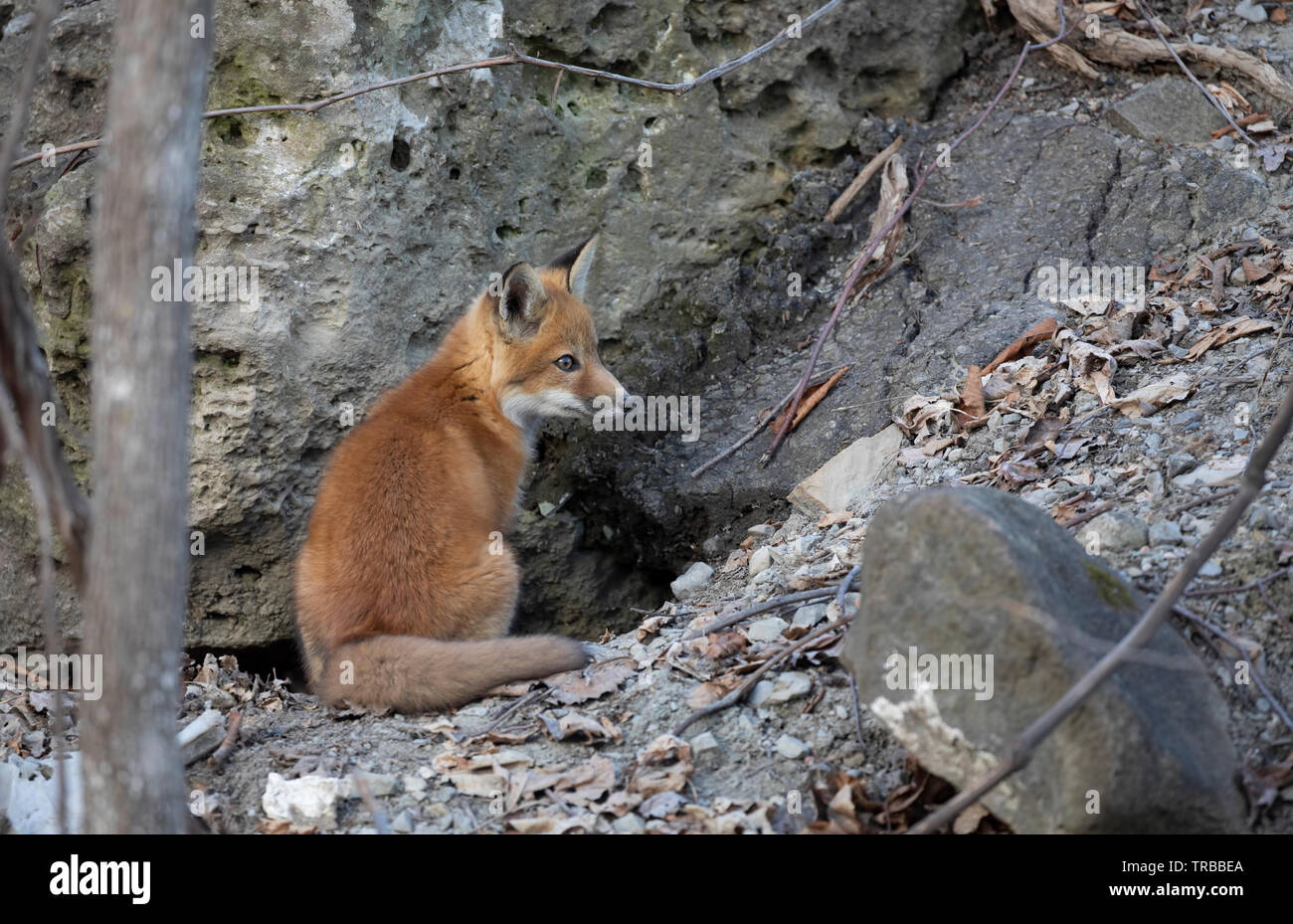Red fox kit (Vulpes vulpes) coming out of its den deep in the forest in early spring in Canada ...