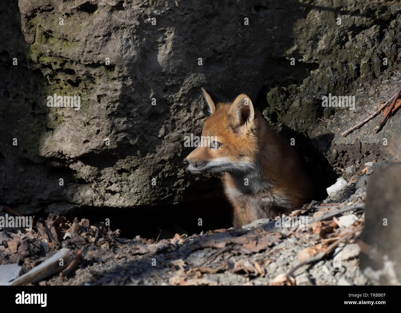 Red fox kit (Vulpes vulpes) coming out of its den deep in the forest in early spring in Canada ...