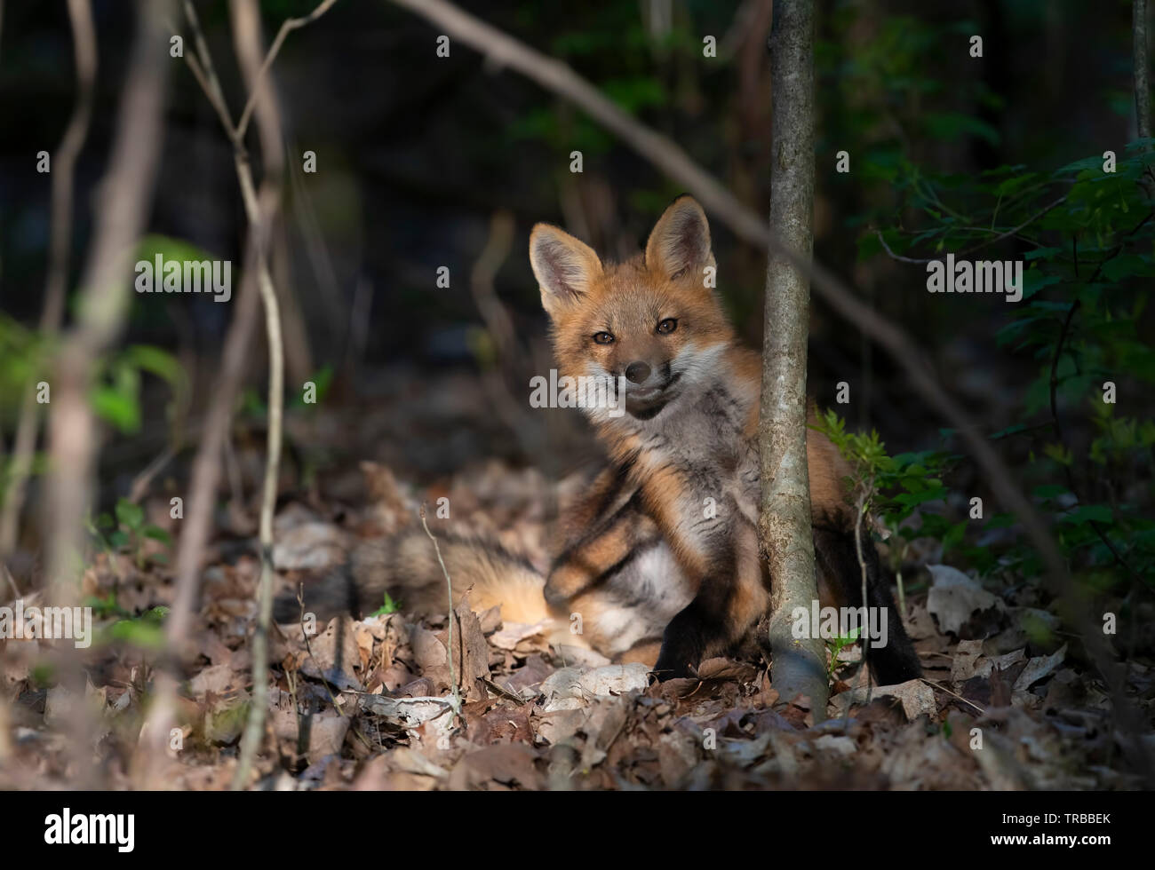 Red fox kit (Vulpes vulpes) coming out of its den deep in the forest in early spring in Canada ...