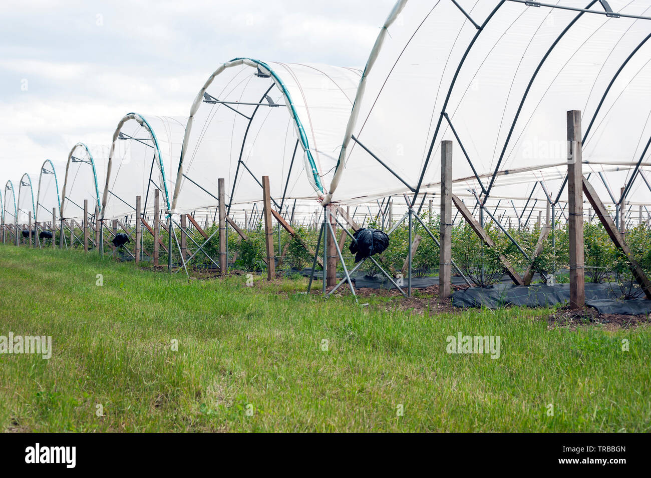 Large polytunnels with open bottoms containing growing plants ...