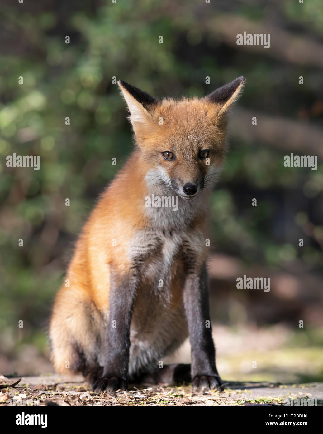 Red fox kit (Vulpes vulpes) coming out of its den deep in the forest in early spring in Canada ...