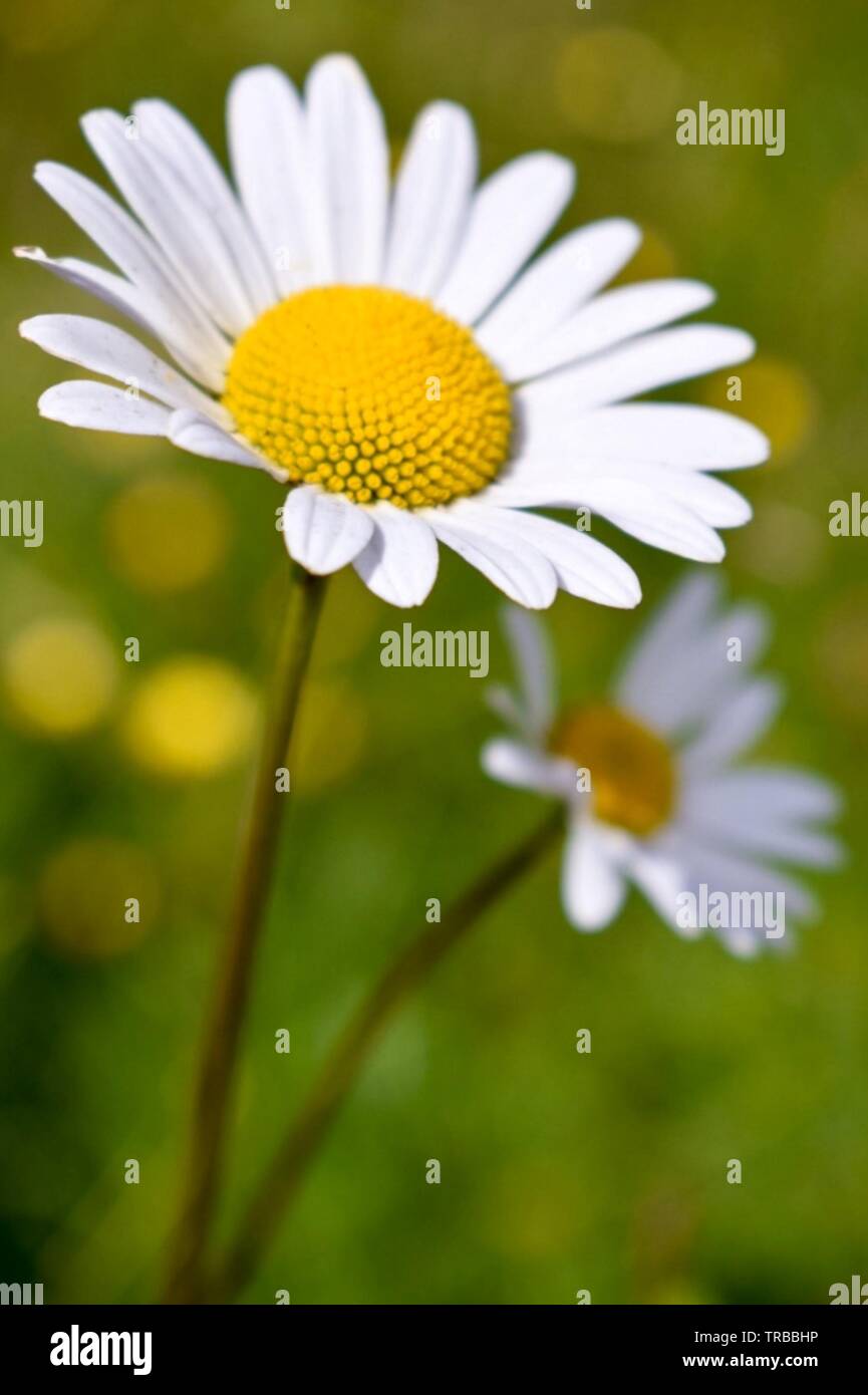 Big daisies daisy hi-res stock photography and images - Alamy