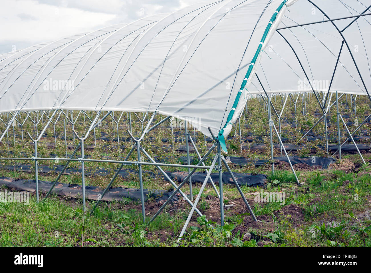 Large polytunnels with open bottoms containing growing plants ...