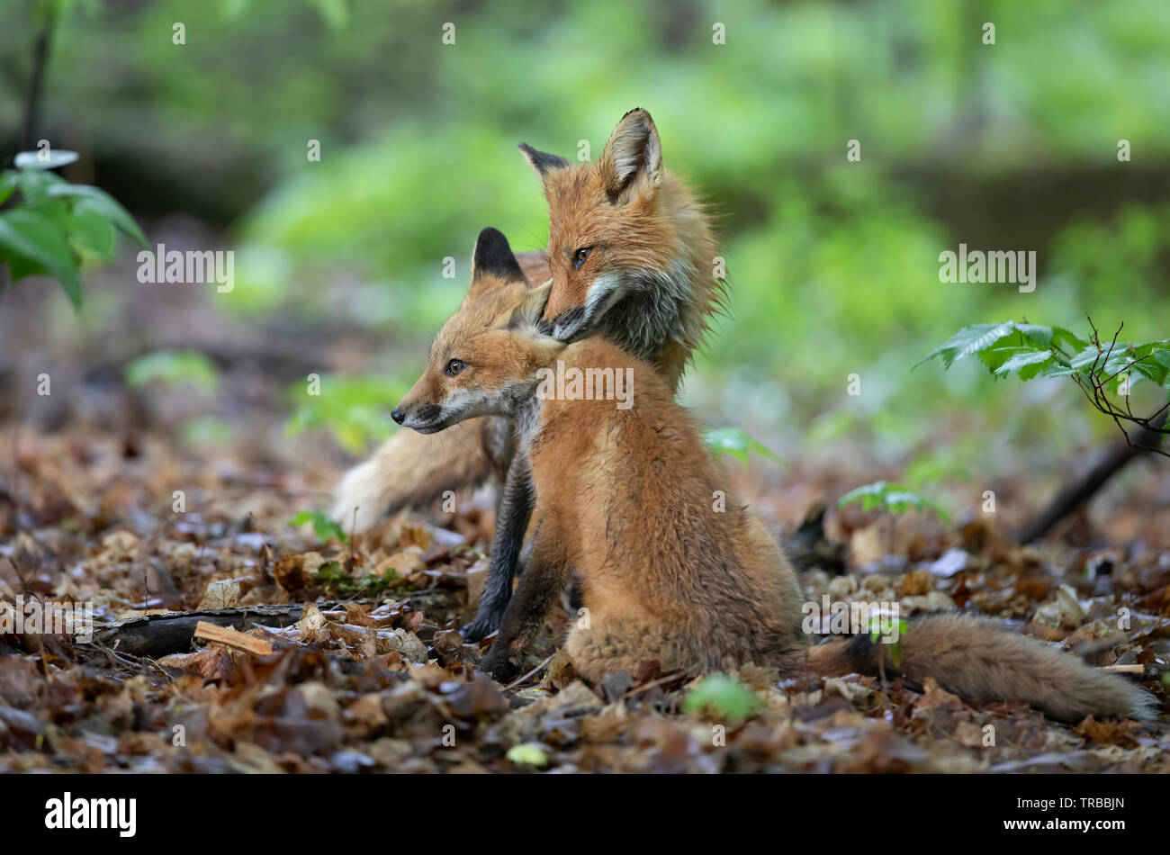Red fox cleaning her kits ears deep in the forest in early spring in ...