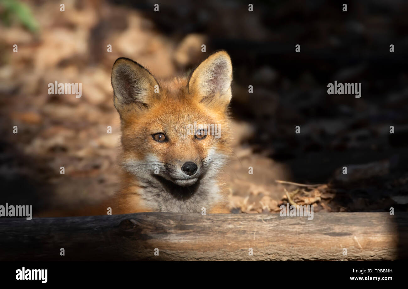 Red fox kit (Vulpes vulpes) coming out of its den deep in the forest in early spring in Canada ...