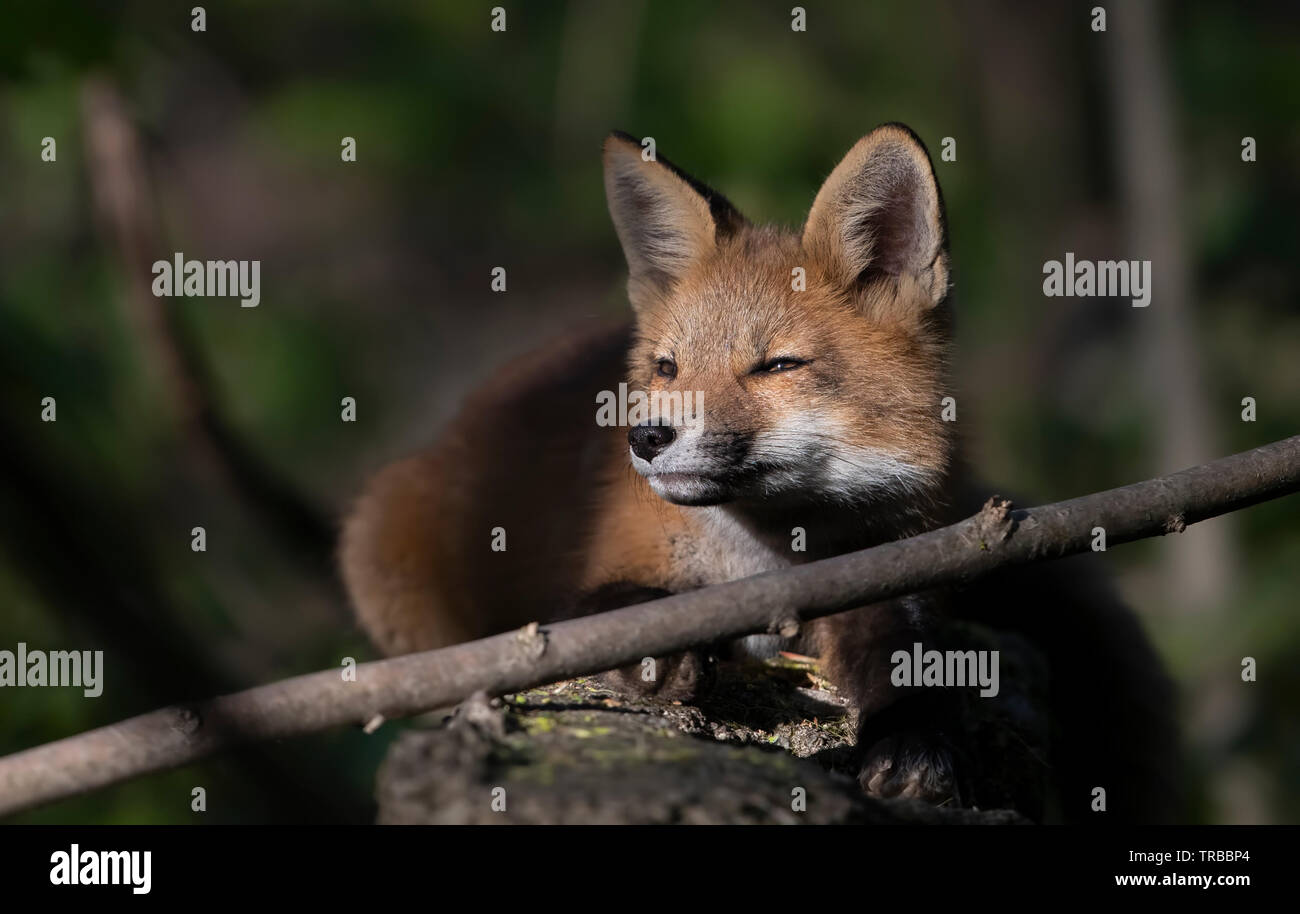 Red fox kit (Vulpes vulpes) coming out of its den deep in the forest in early spring in Canada ...