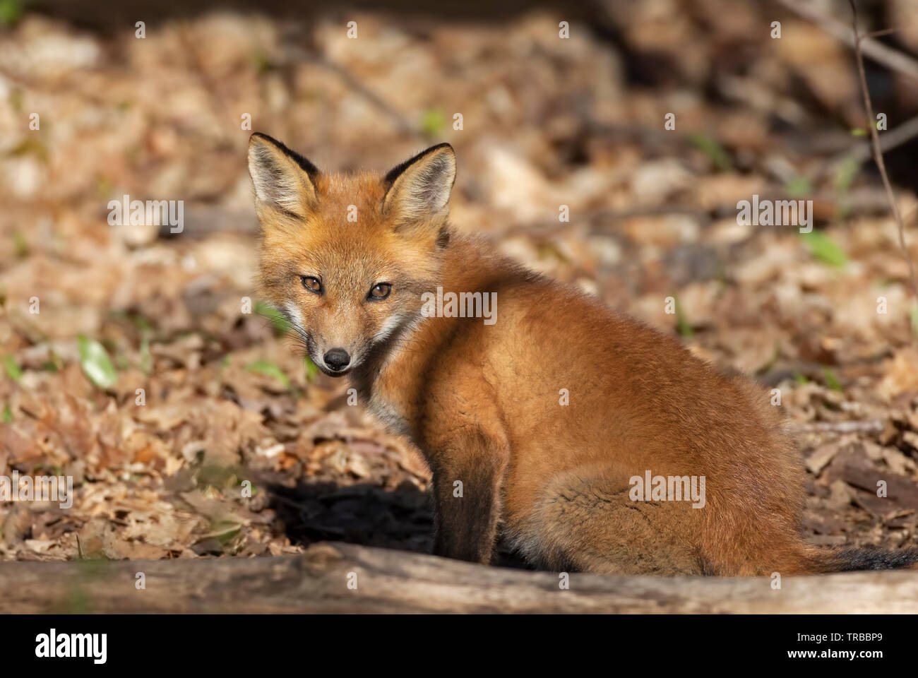 Red fox kit (Vulpes vulpes) coming out of its den deep in the forest in early spring in Canada ...