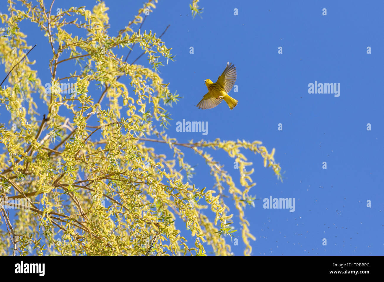 Yellow warbler in flight hi-res stock photography and images - Alamy