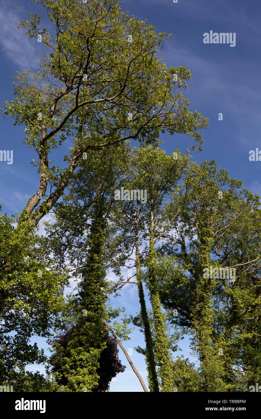 Leaves of alder tree hi-res stock photography and images - Alamy