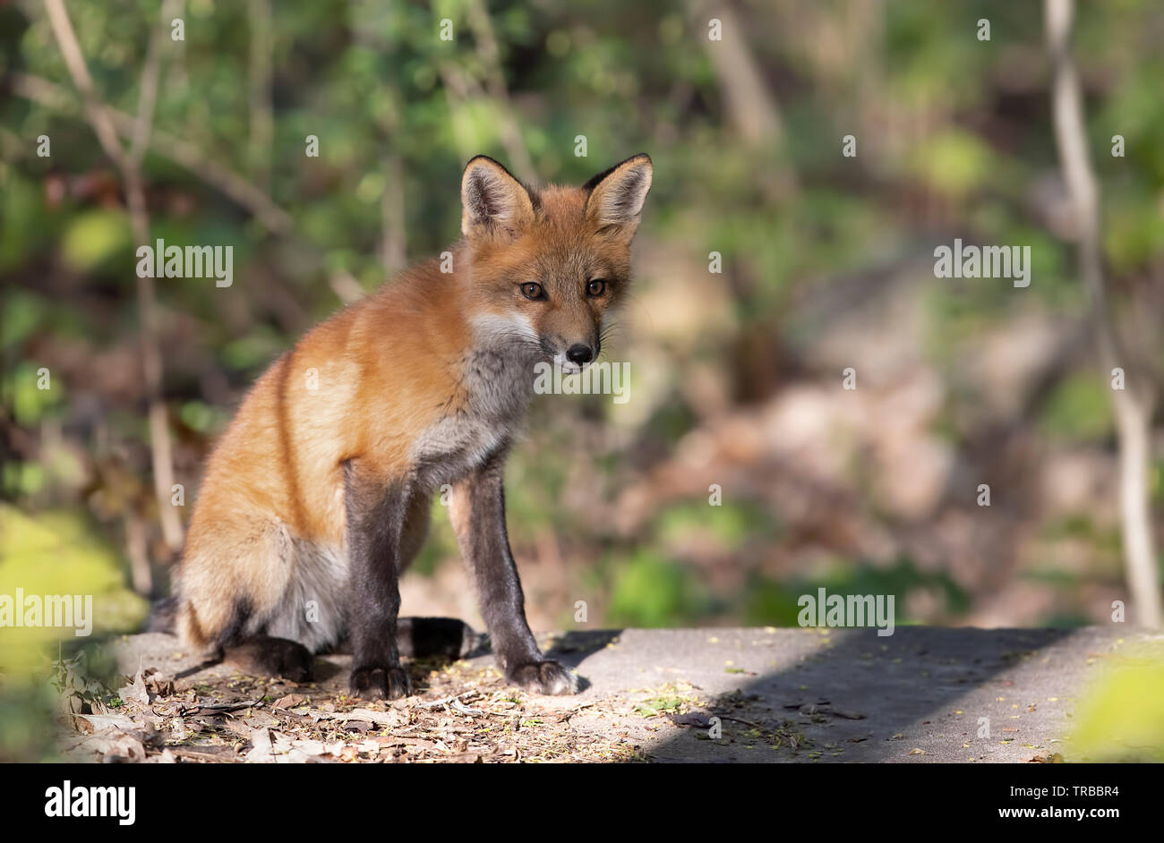 Red fox kit (Vulpes vulpes) coming out of its den deep in the forest in early spring in Canada ...