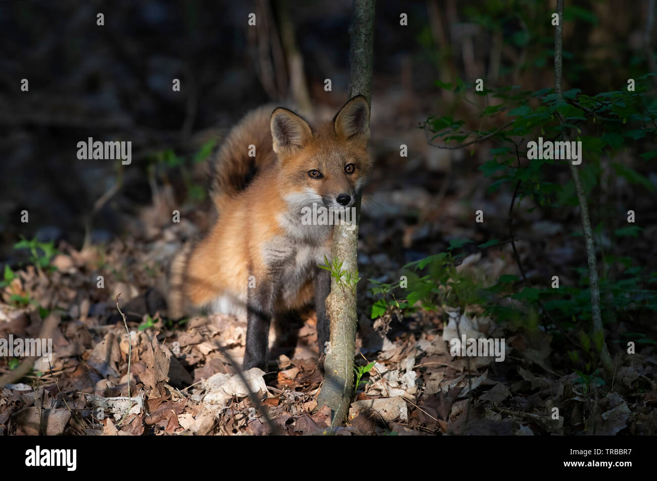 Red fox kit (Vulpes vulpes) coming out of its den deep in the forest in early spring in Canada ...