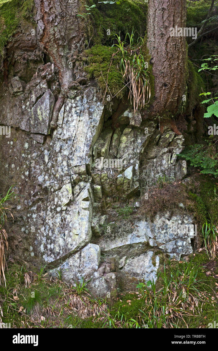 Two tree roots hi-res stock photography and images - Alamy