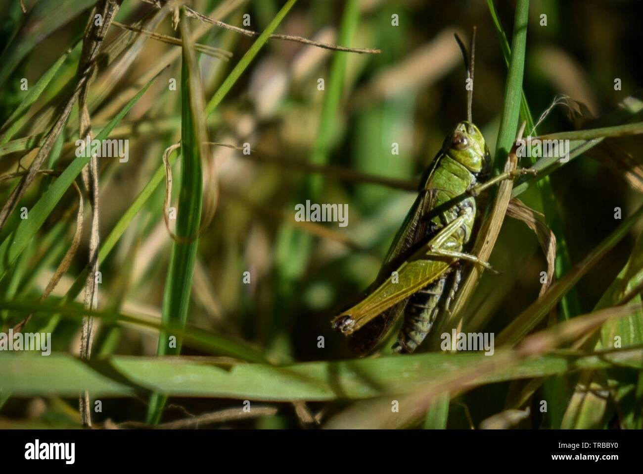 Grasshopper green hopper insect hi-res stock photography and images - Alamy