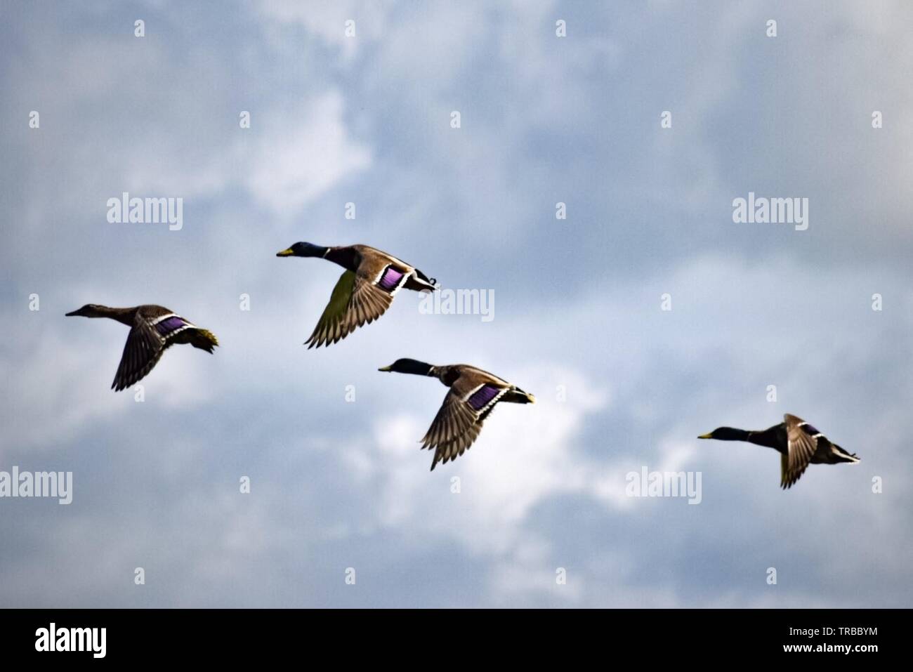 Four ducks flying in a cloudy sky Stock Photo - Alamy