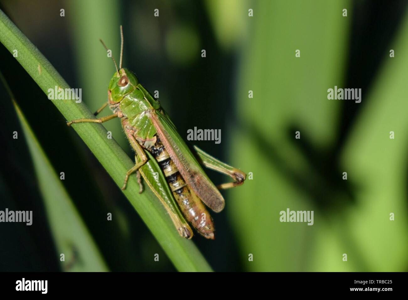 Grasshopper in the field Stock Photo - Alamy