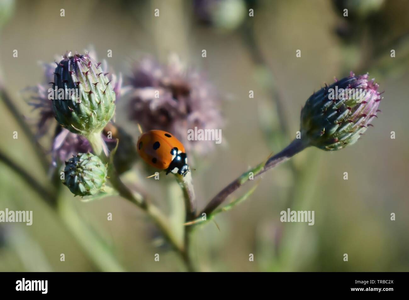 Close up beautiful ladybird hi-res stock photography and images - Alamy