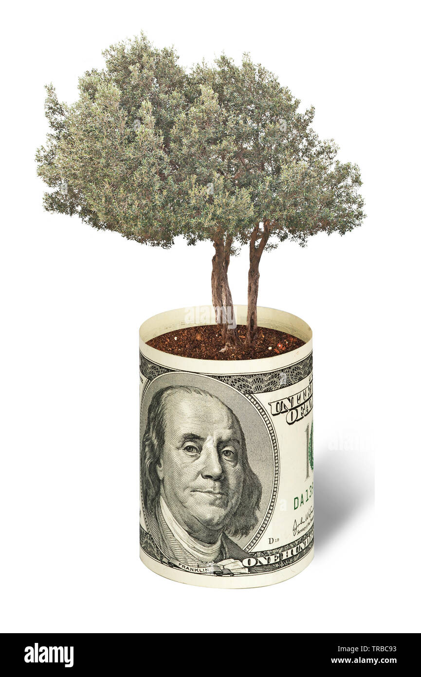 olive tree growing from dollar bill Stock Photo - Alamy