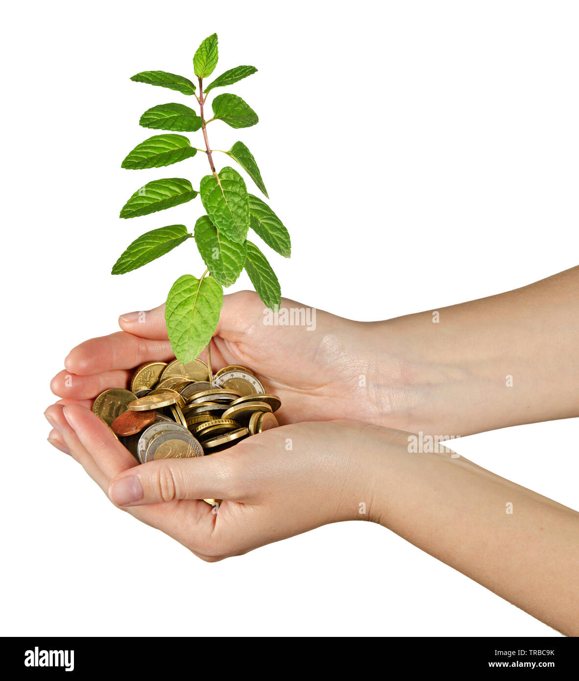 Planting mint seedling hi-res stock photography and images - Alamy