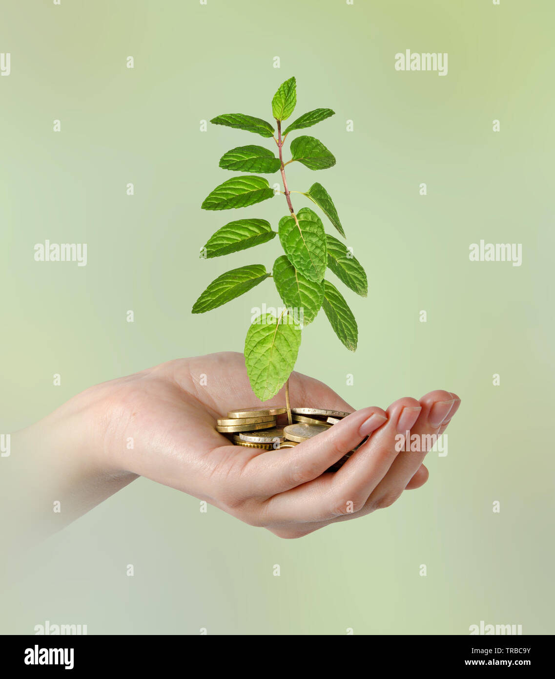 Planting mint seedling hi-res stock photography and images - Alamy