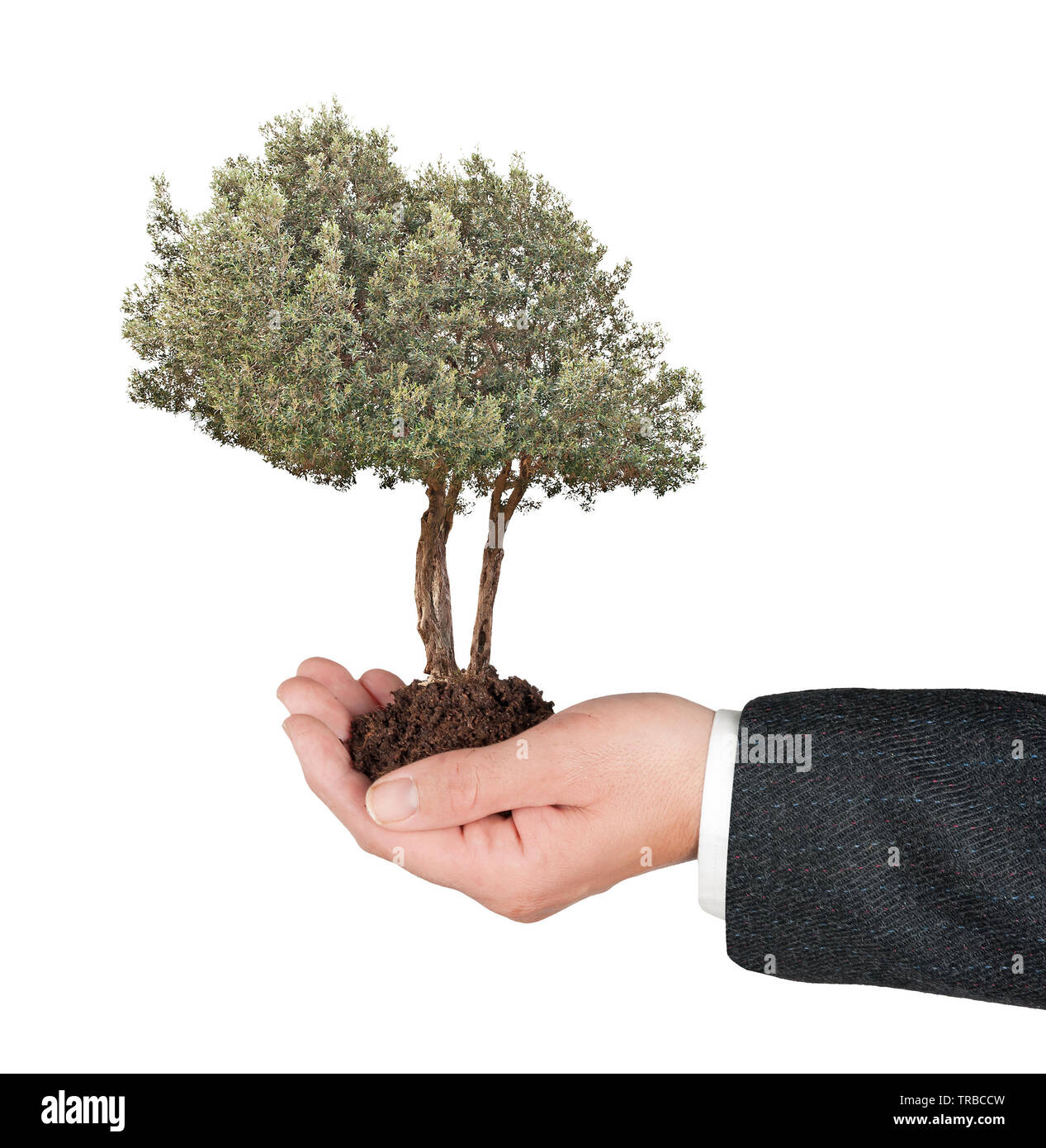 Hand planting an olive tree hi-res stock photography and images - Alamy